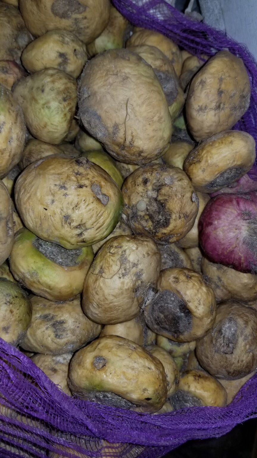 Impact of Maca on Human Health - Linguistic Horizons